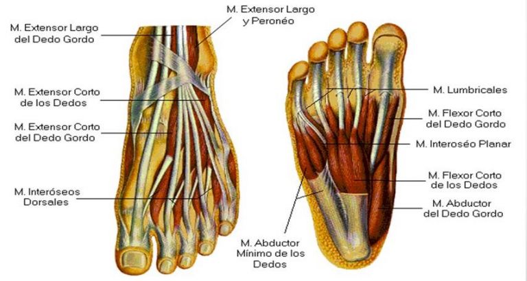 MUSCULOS DORSO DEL PIE
